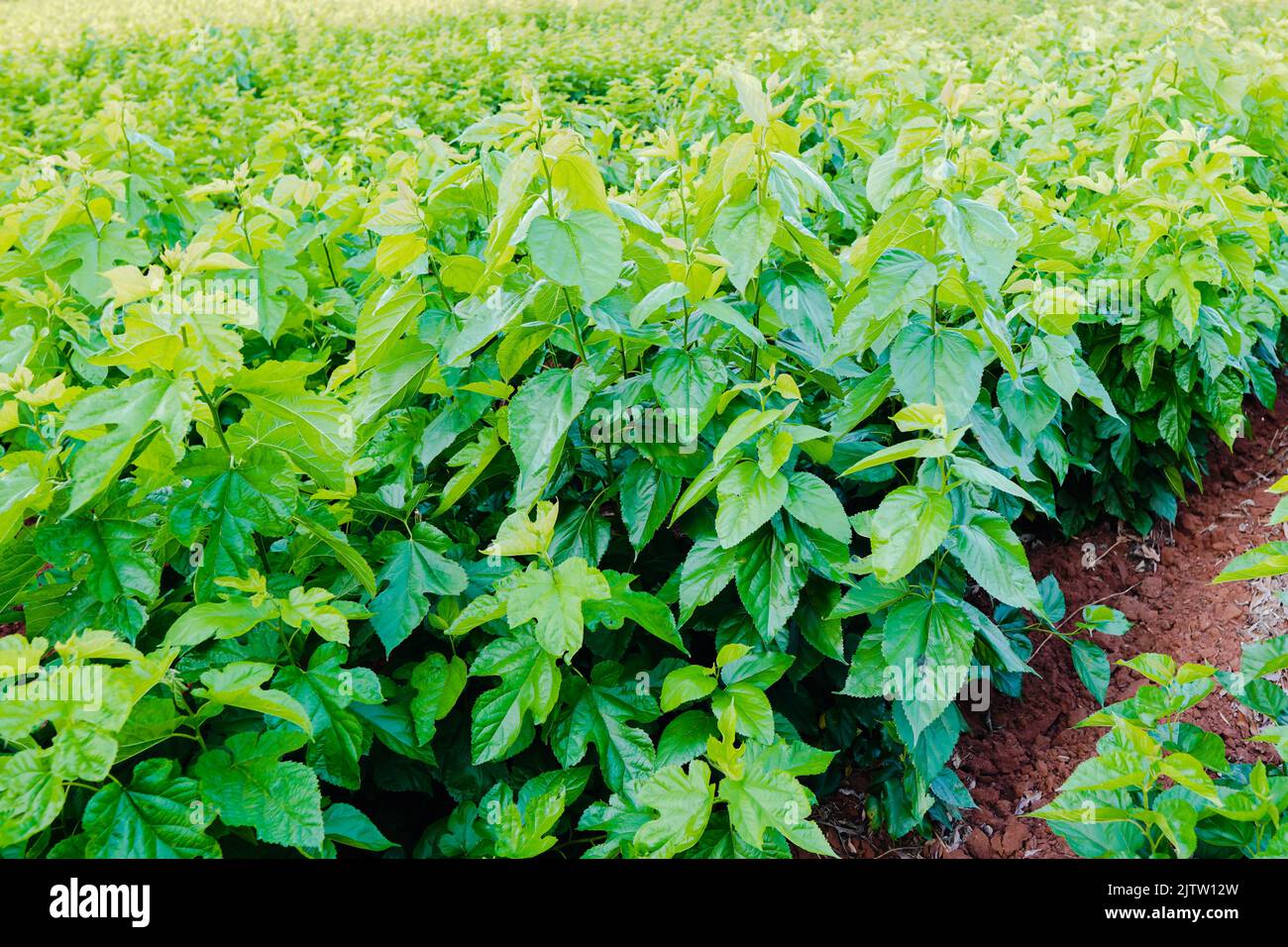 A view of a blackberry plantation in Mato Grosso do Sul. Mulberry ...