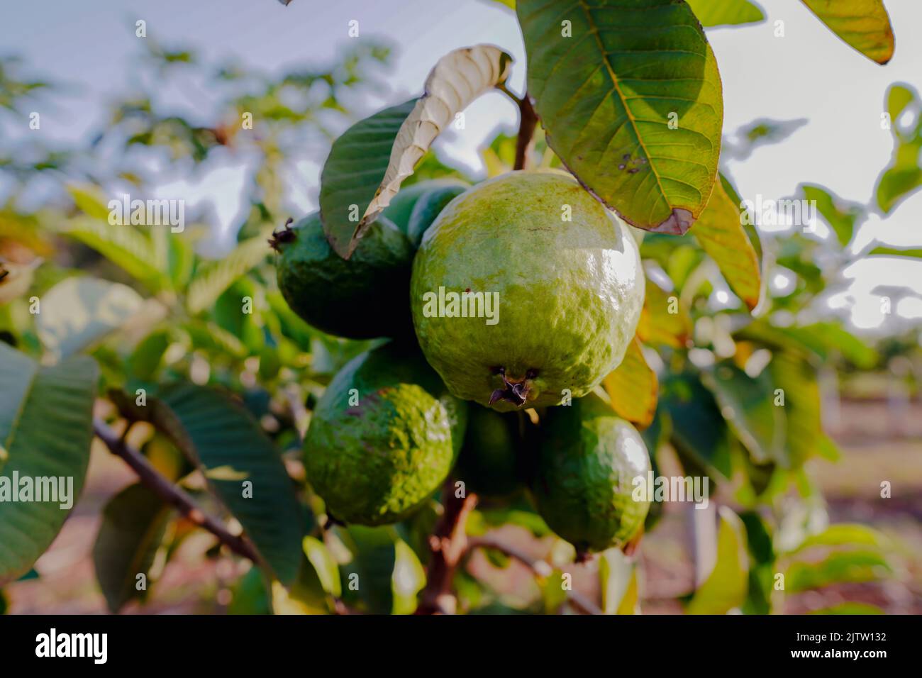 Guavas seen at a plantation in Mato Grosso do Sul. Brazil is the world ...