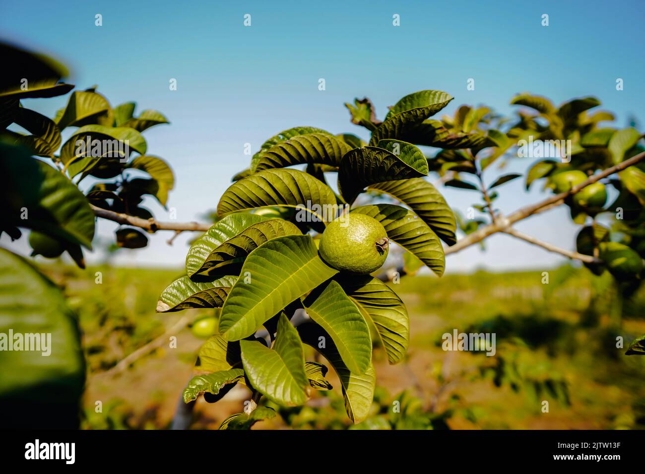 Guavas seen at a plantation in Mato Grosso do Sul. Brazil is the world ...