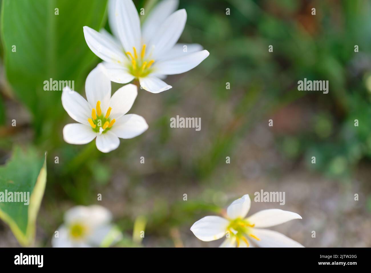 Zephyranthes candida, autumn zephyrlily, white windflower, white rain ...