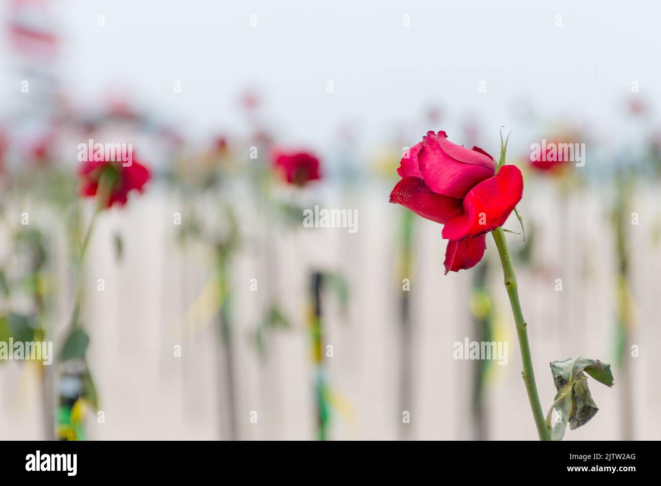Red rose in the sand of Copacabana beach in Rio de Janeiro Brazil Stock ...