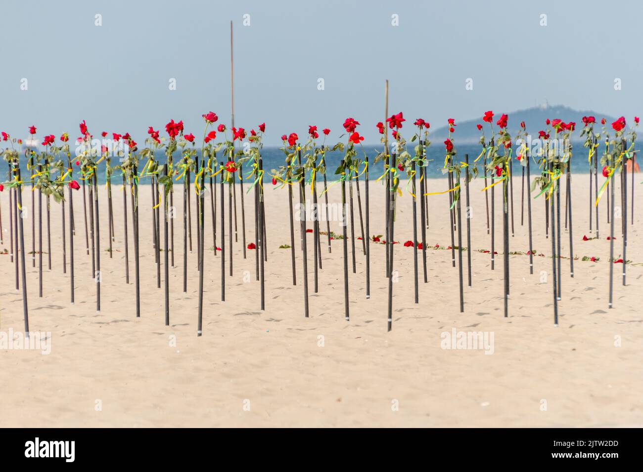 Red rose in the sand of Copacabana beach in Rio de Janeiro Brazil Stock ...