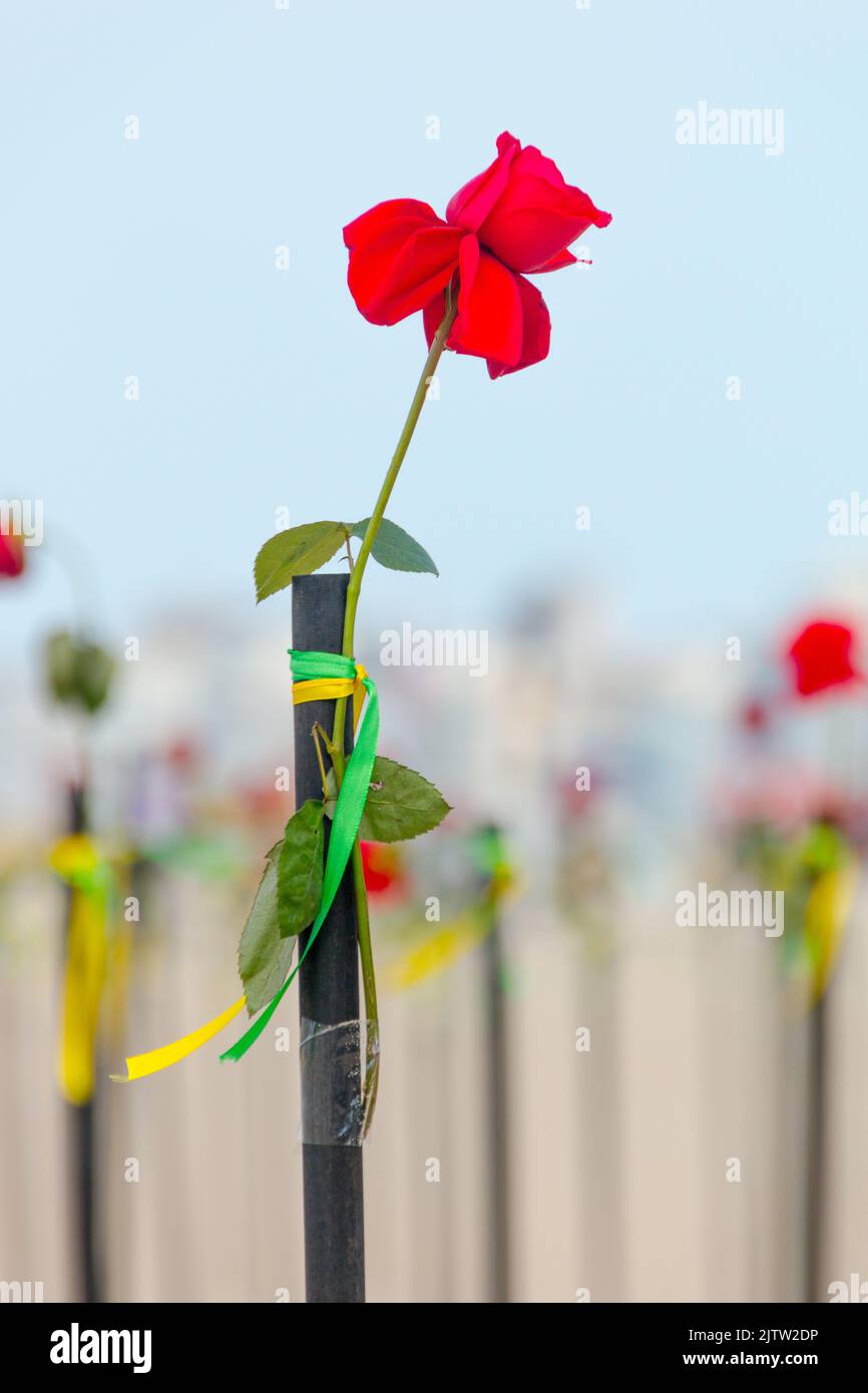 Red rose in the sand of Copacabana beach in Rio de Janeiro Brazil Stock ...