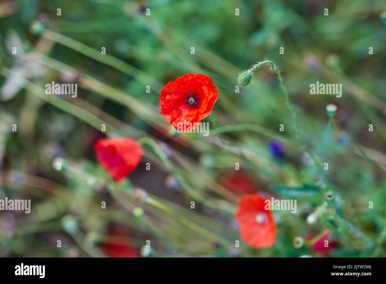 Beautiful poppy flowers hi-res stock photography and images - Alamy