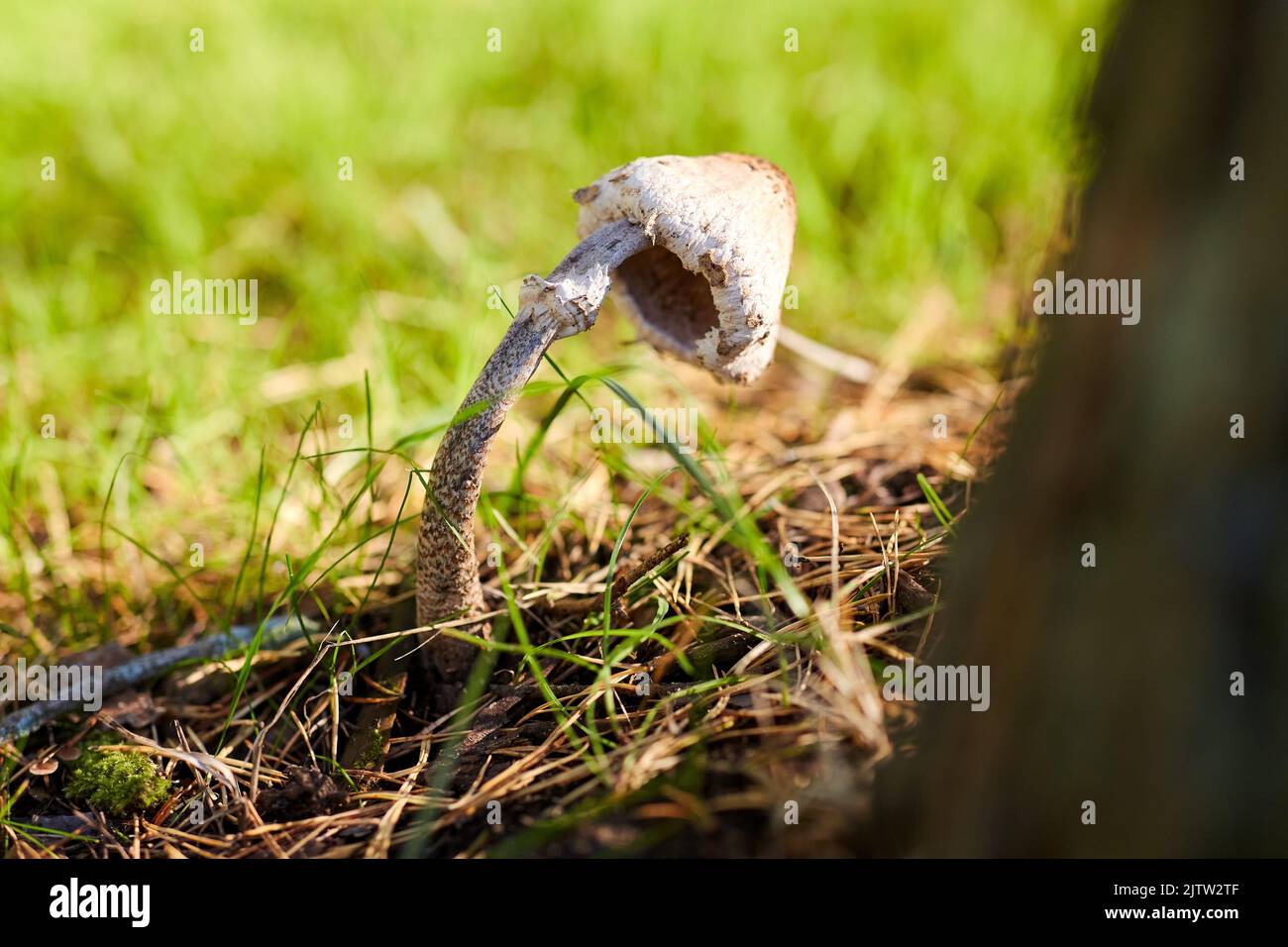 mushroom growing under tree in autumn forest Stock Photo - Alamy