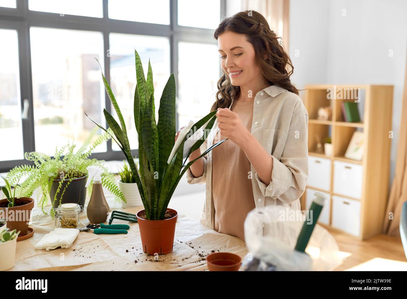 woman cleaning flower's leaves with tissue at home Stock Photo - Alamy