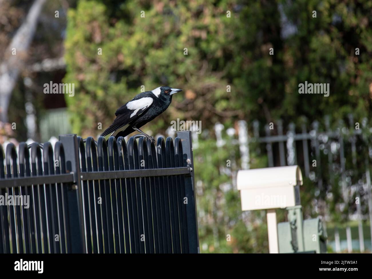 An Australian Magpie (Gymnorhina tibicen) perched on a fence in Sydney ...