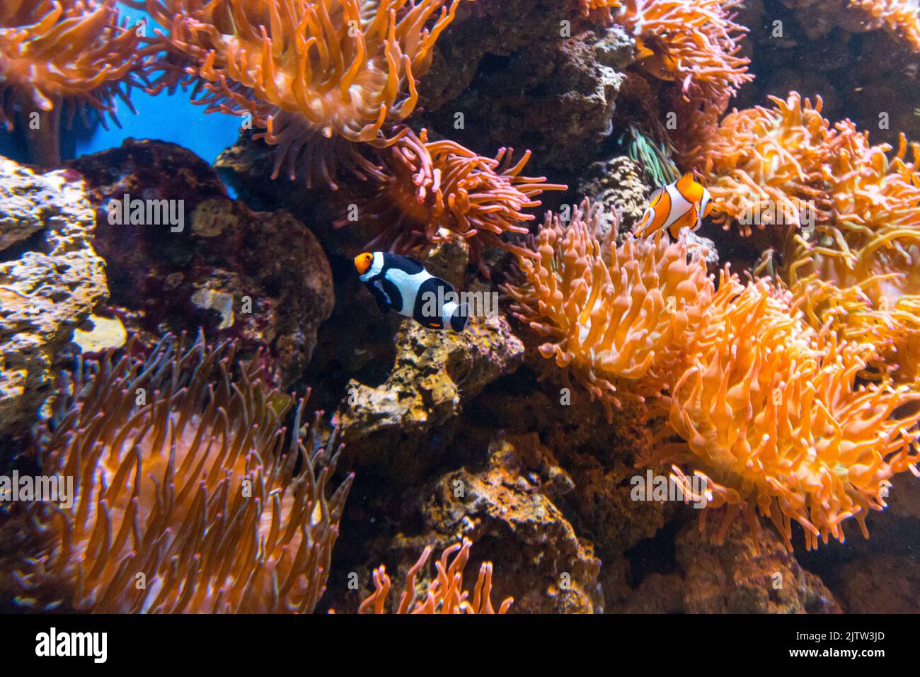 nemo clown fish in an aquarium in Rio de Janeiro Stock Photo - Alamy