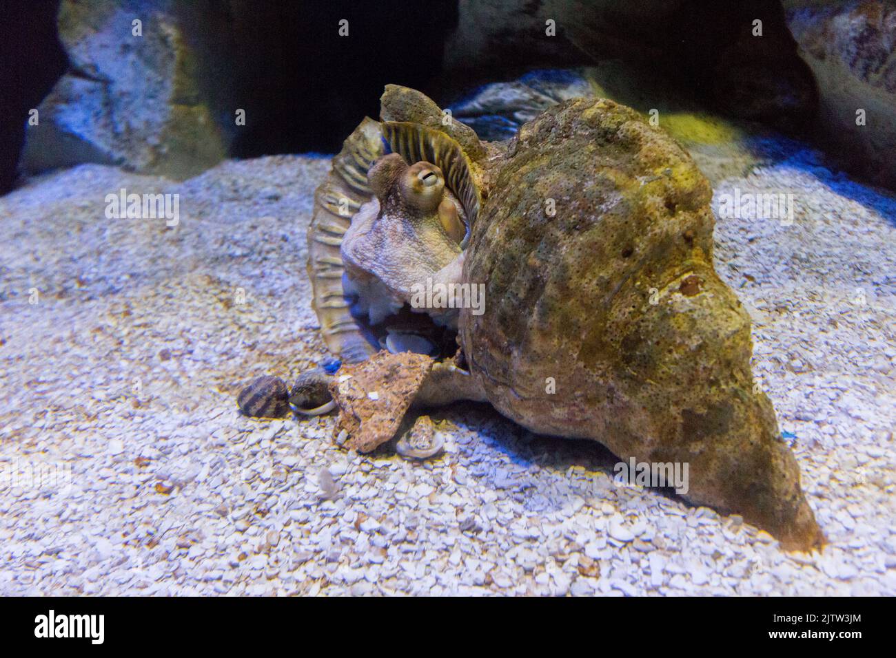 octopus inside a shell in an aquarium in Rio de Janeiro Stock Photo - Alamy