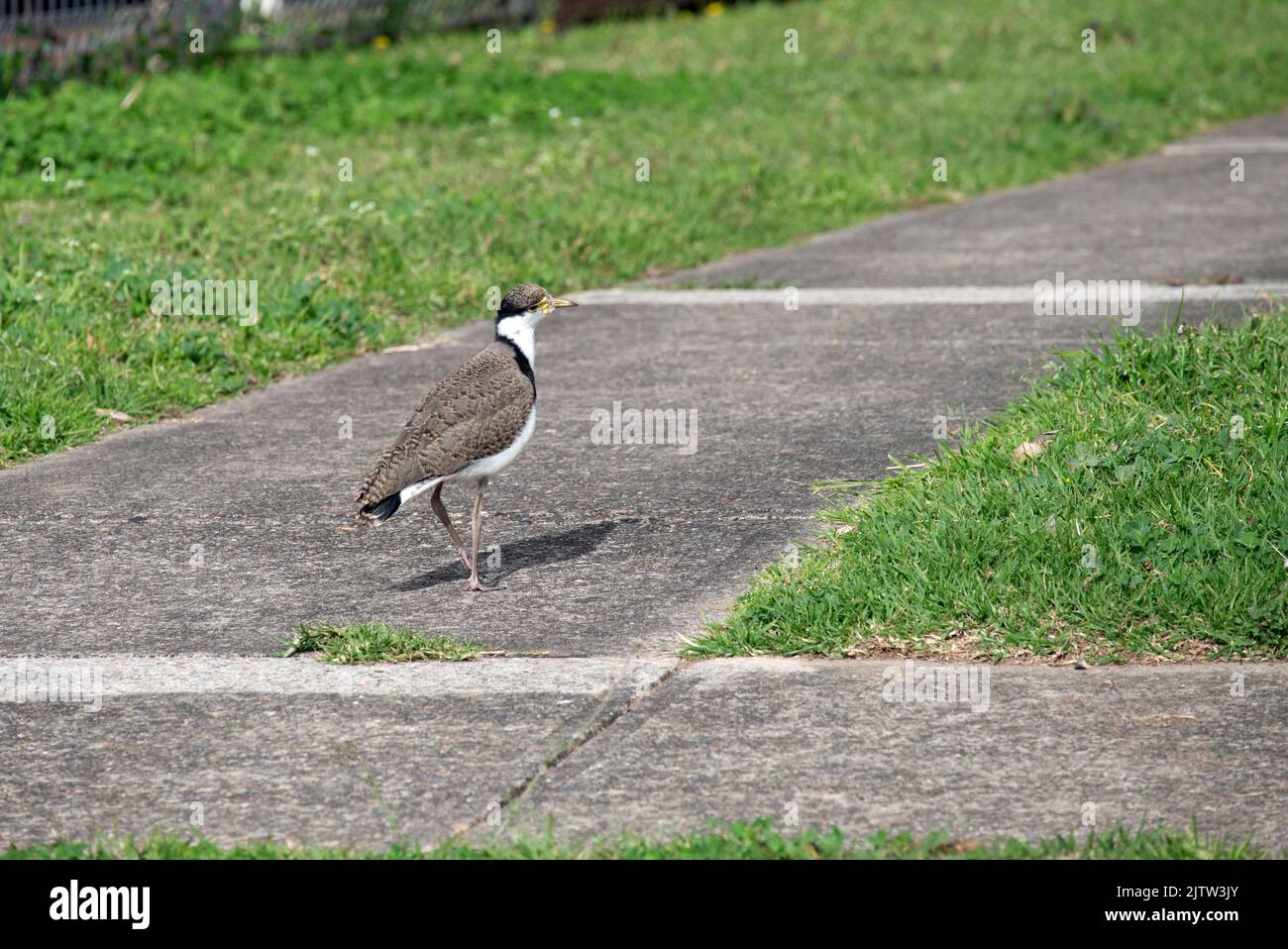 Close-up of an Australian Masked Lapwing ( Vanellus miles) – Juvenile ...