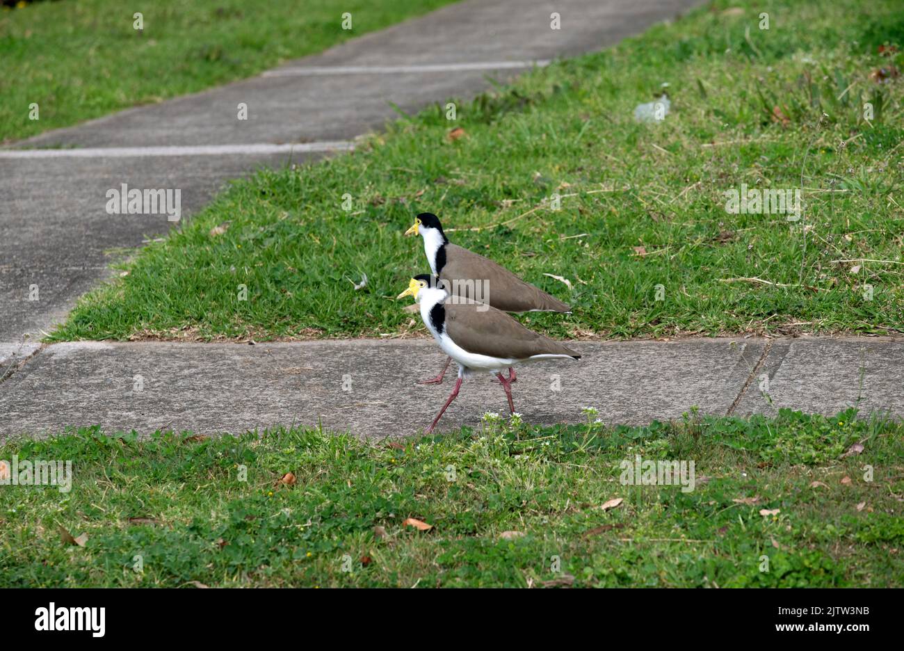 A pair of Australian Masked Lapwings ( Vanellus miles) walks in Sydney ...