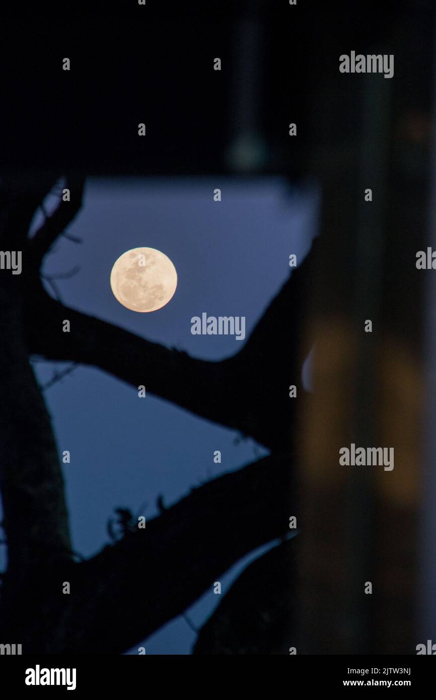 full moon with the silhouette of branches in Rio de Janeiro Stock Photo ...