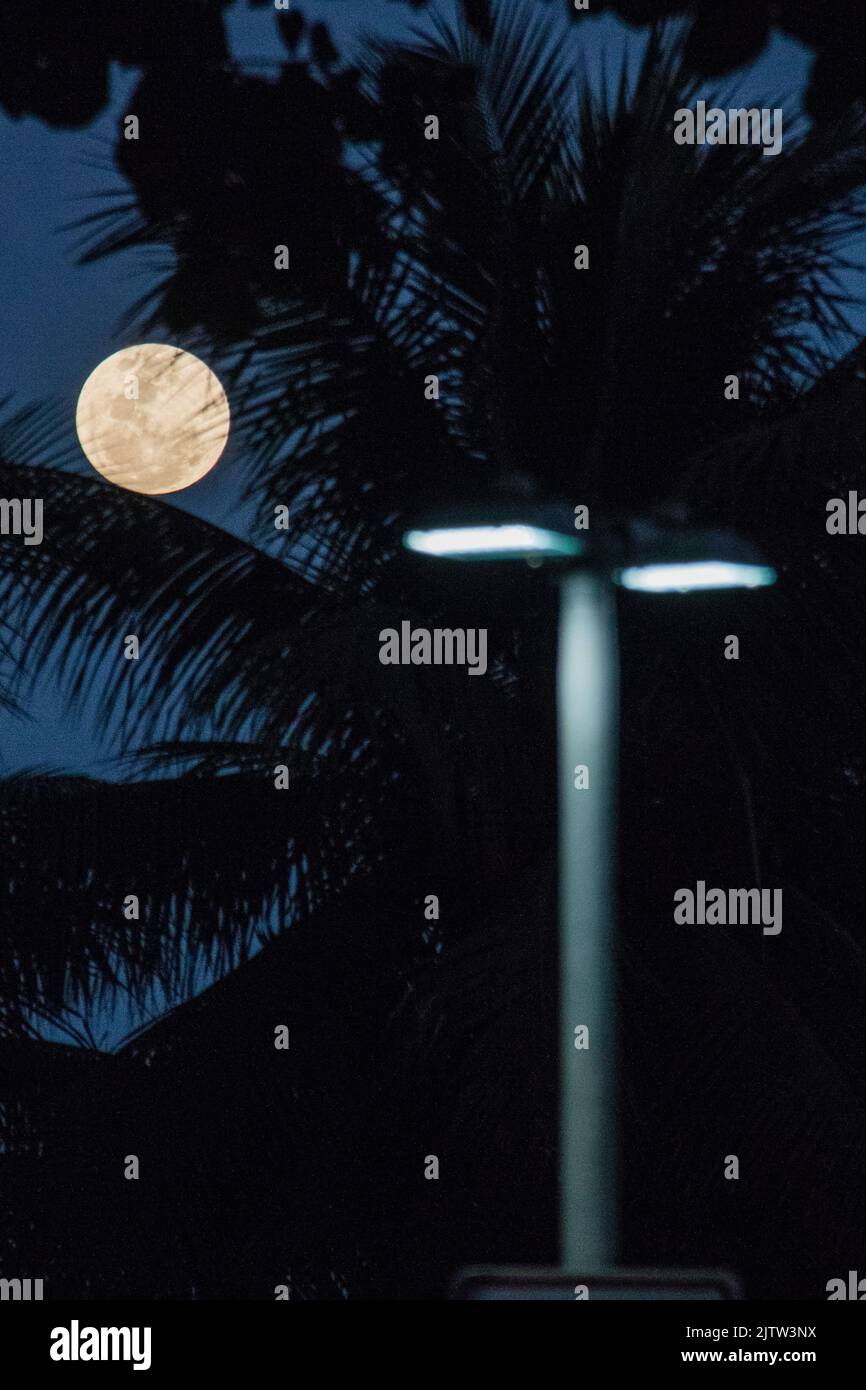 full moon with the silhouette of branches in Rio de Janeiro Stock Photo ...