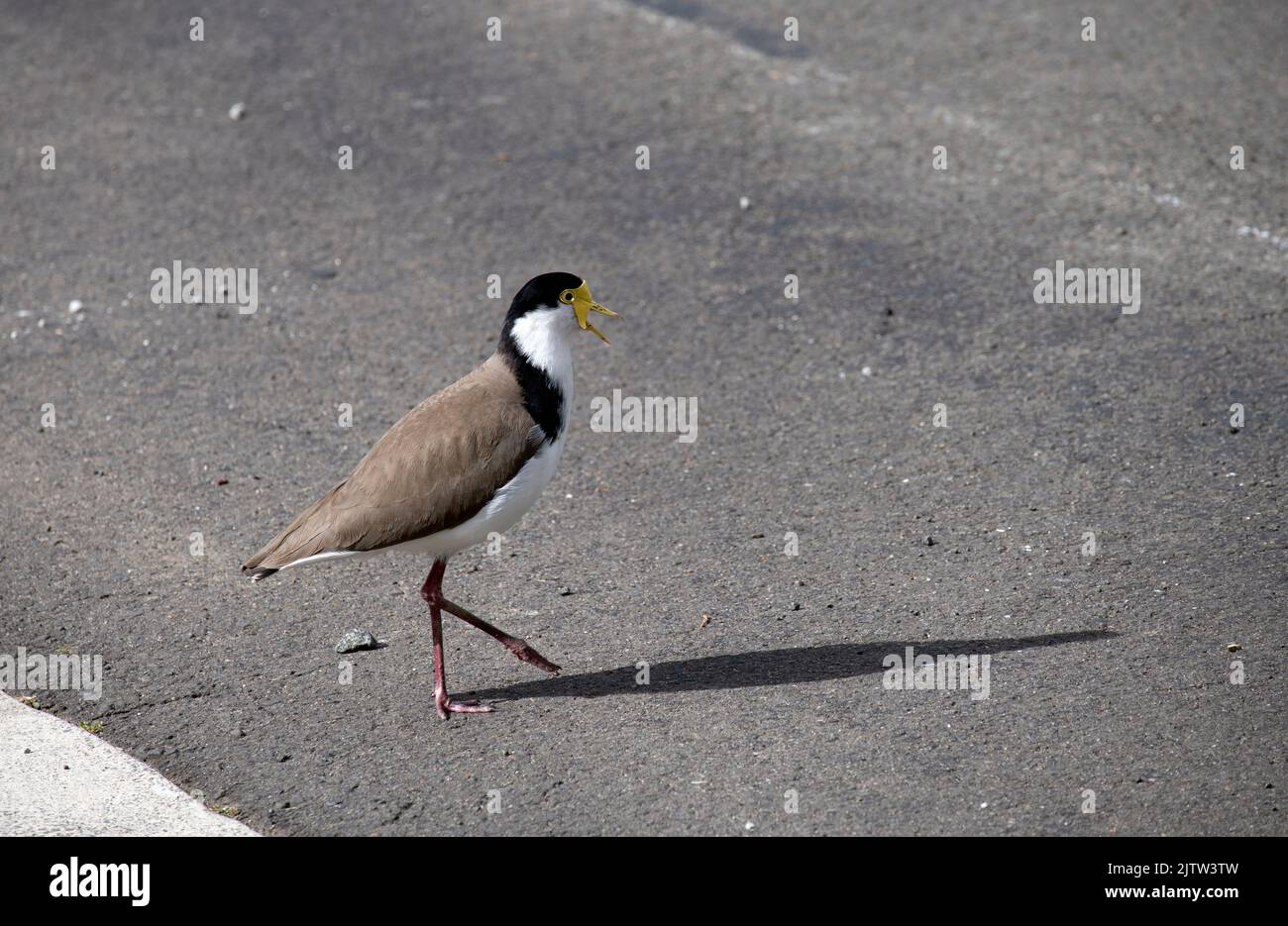 Close-up of an Australian Masked Lapwing ( Vanellus miles) in Sydney ...