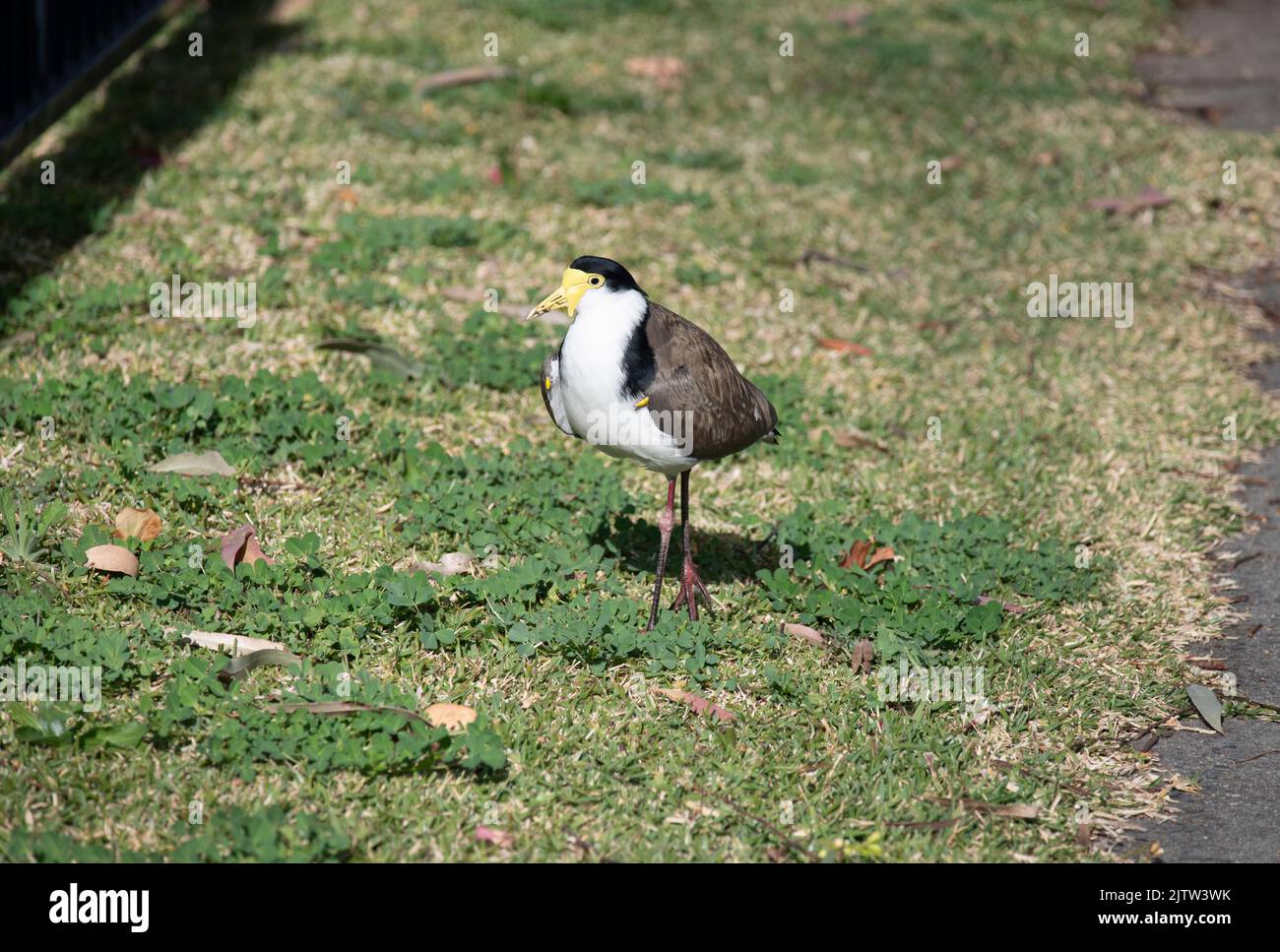 Close-up of an Australian Masked Lapwing ( Vanellus miles) in Sydney ...