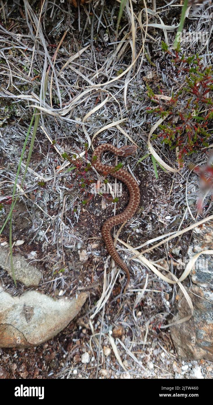 A vertical shot of a brown adder snake on the ground in a field Stock ...