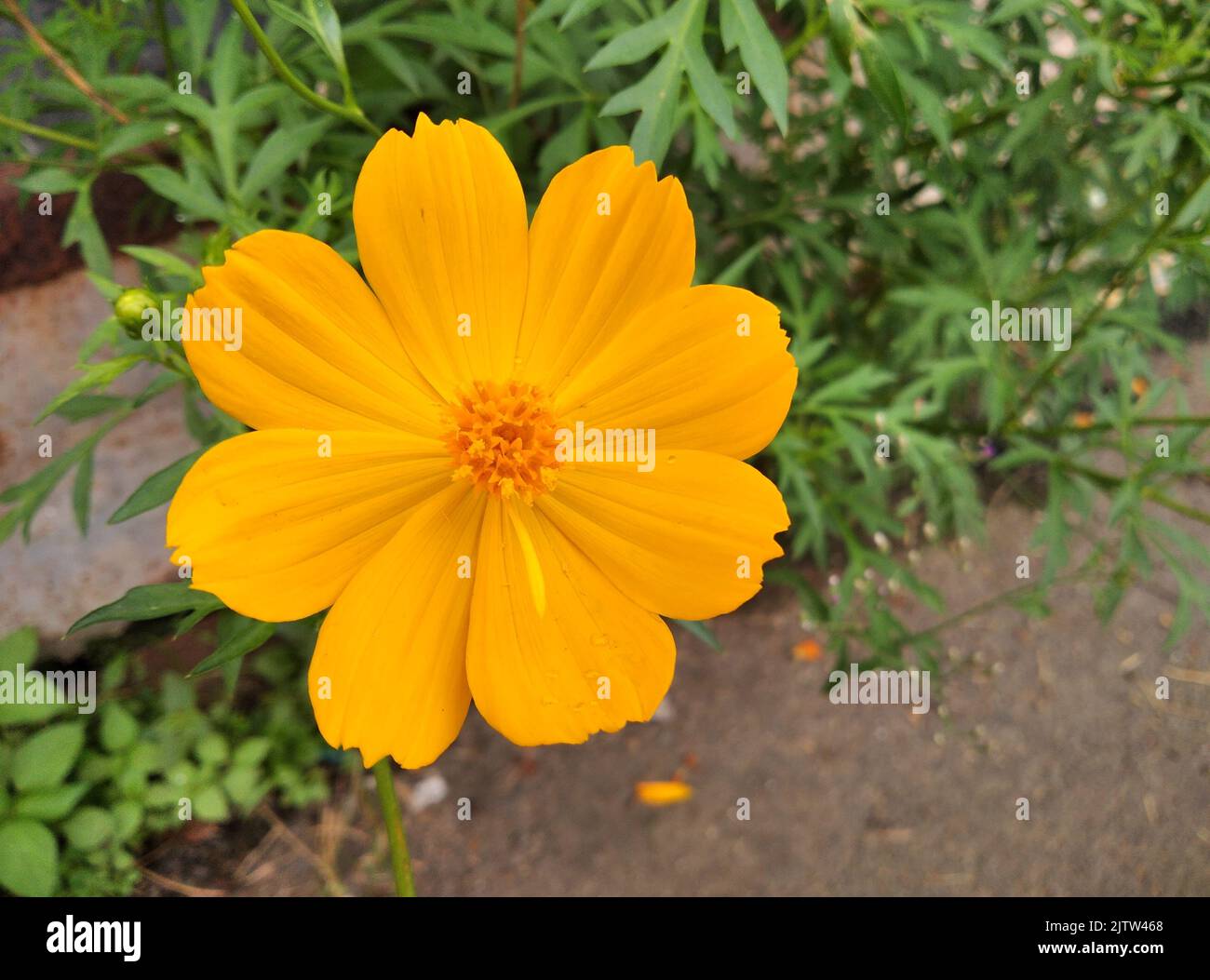A high angle shot of yellow sulphur cosmos (cosmos sulphureus) flower ...