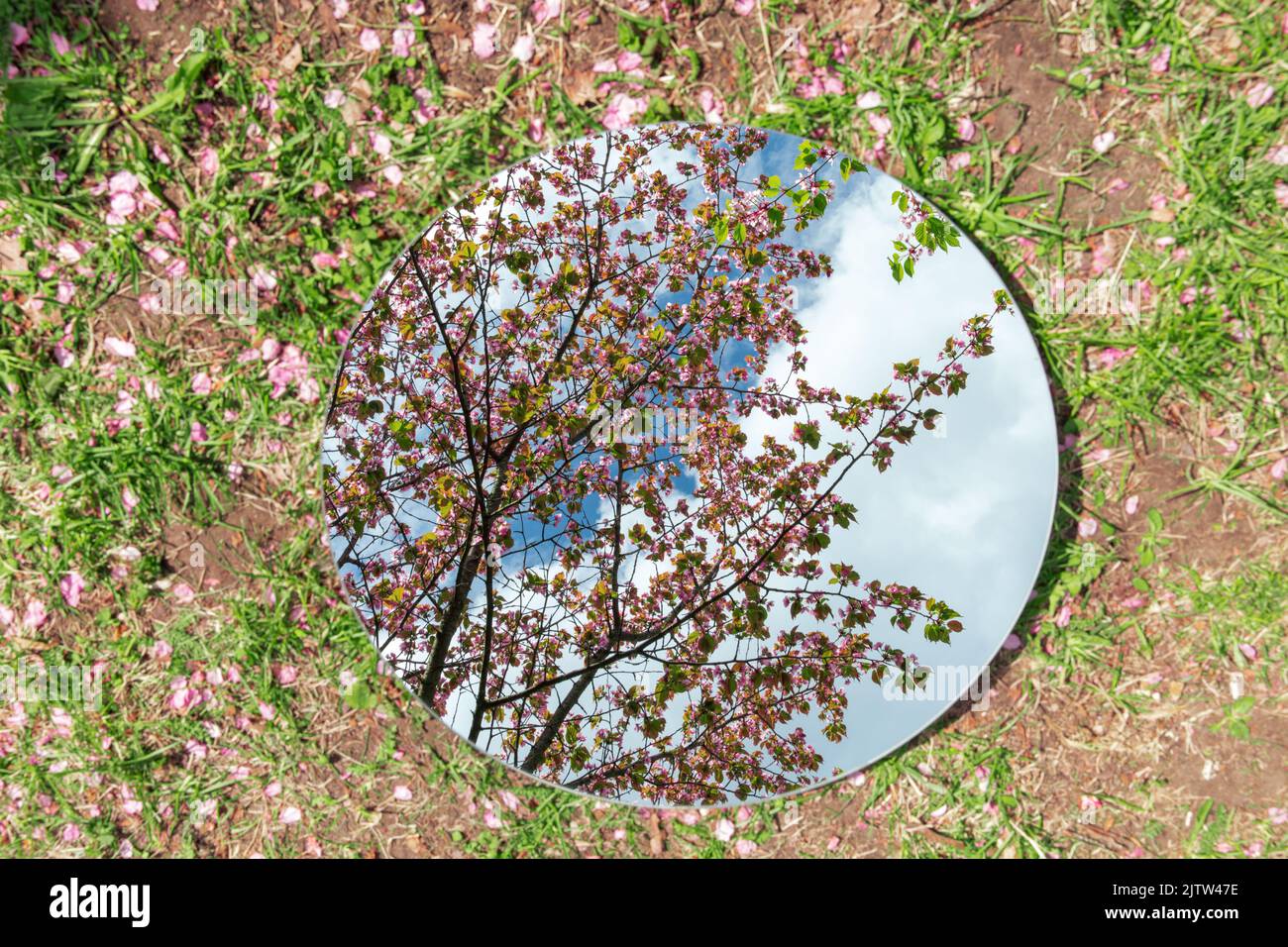 cherry tree blossoms reflection in round mirror Stock Photo - Alamy