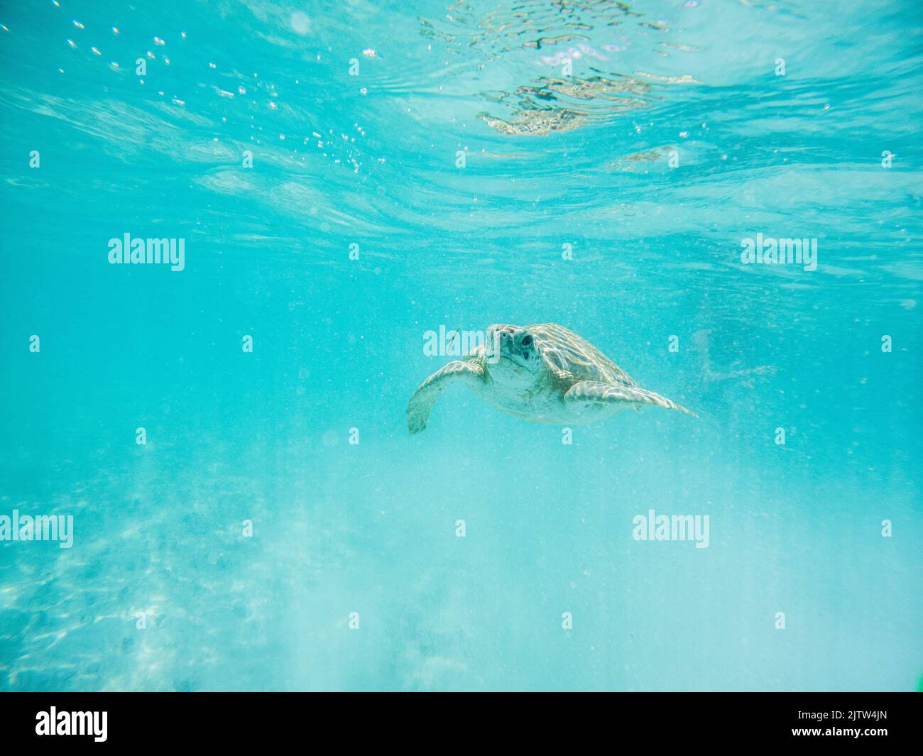 Sea turtle swimming underwater Stock Photo - Alamy