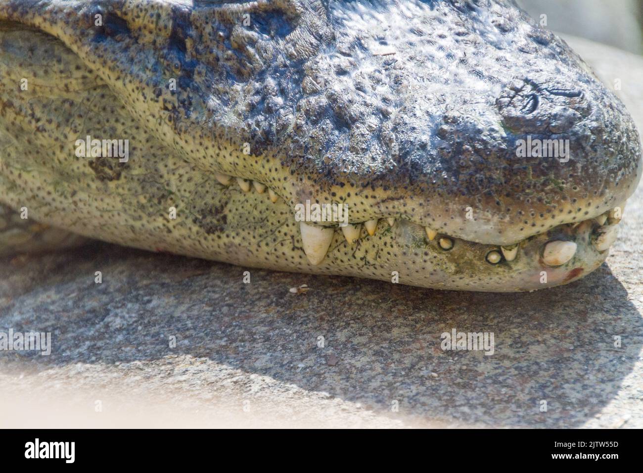 Yellow Chat Alligator Outdoors in Rio de Janeiro Brazil Stock Photo - Alamy