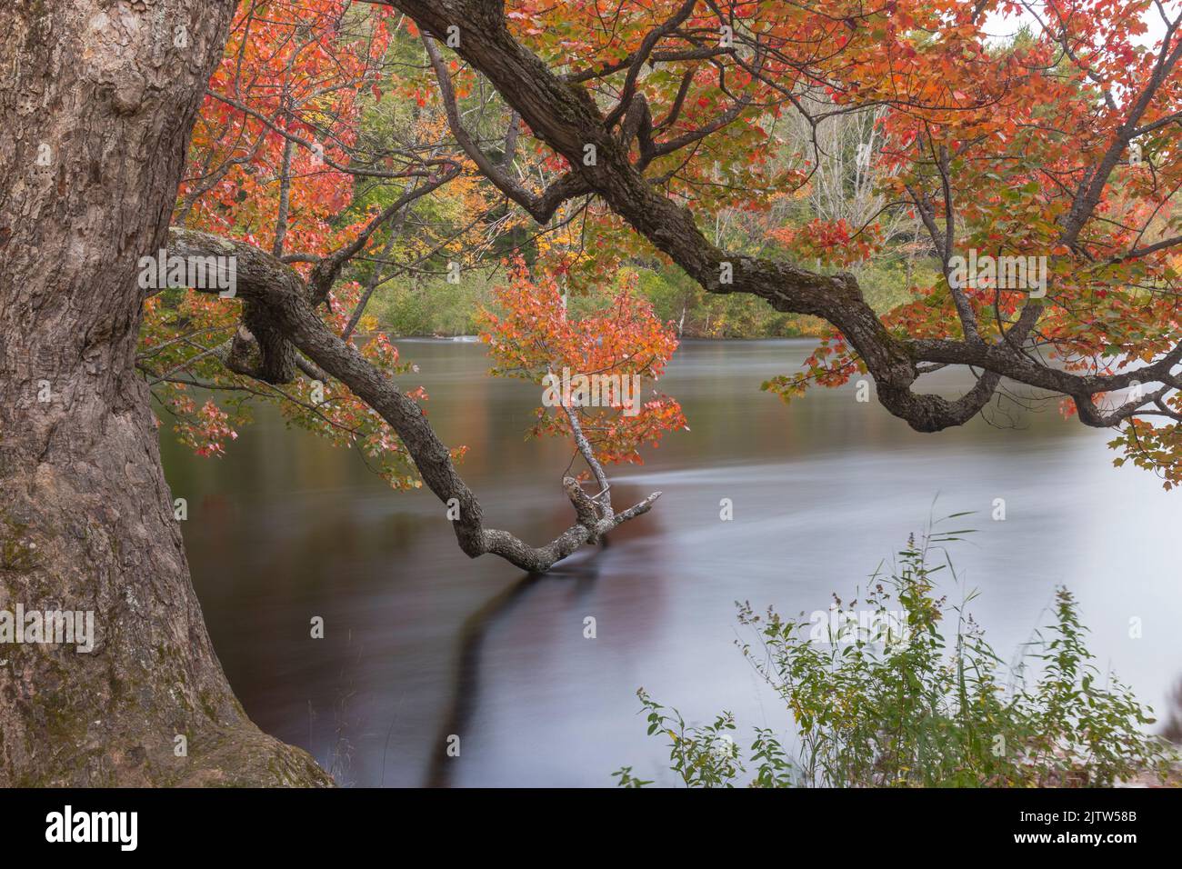 Autumnal branches scrape the river flowing out of Mary Lake at Port ...