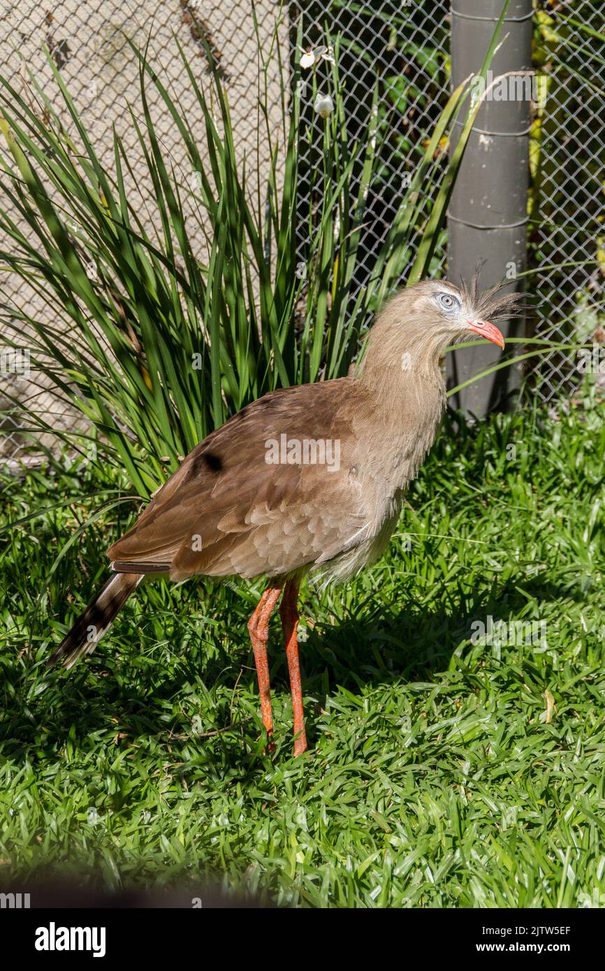 Seriema, typical bird of the Brazilian cerrados in outdoor Stock Photo ...