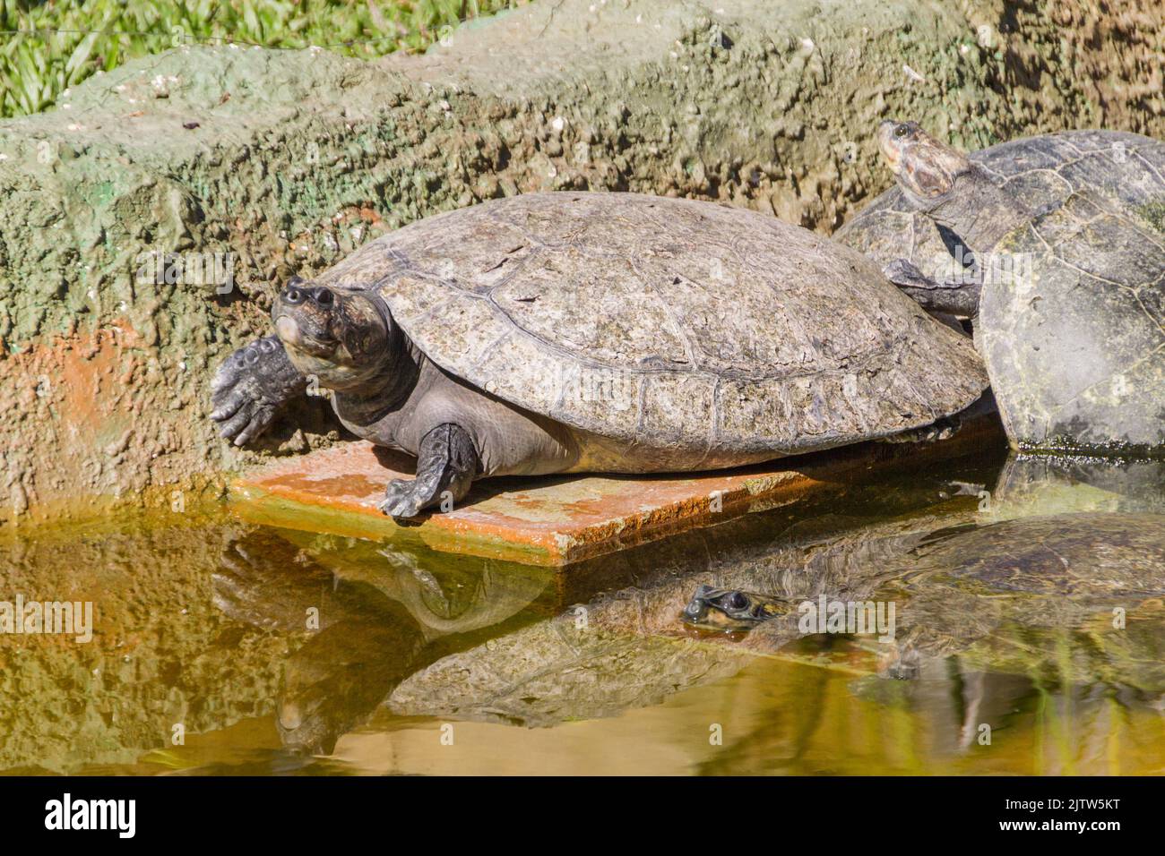 turtle outdoors in Rio de Janeiro, Brazil Stock Photo - Alamy
