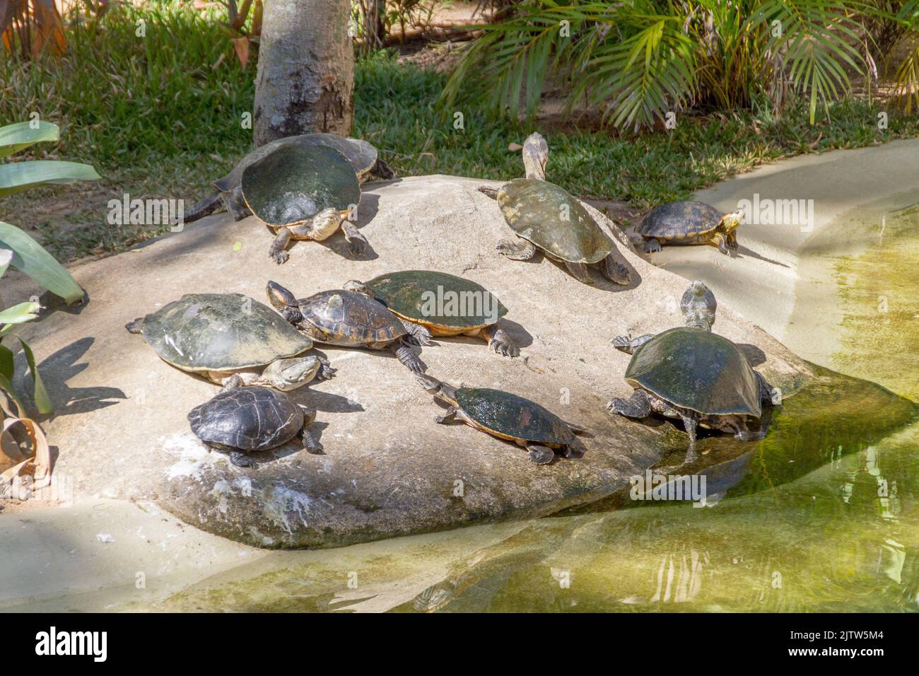 turtle outdoors in Rio de Janeiro, Brazil Stock Photo - Alamy
