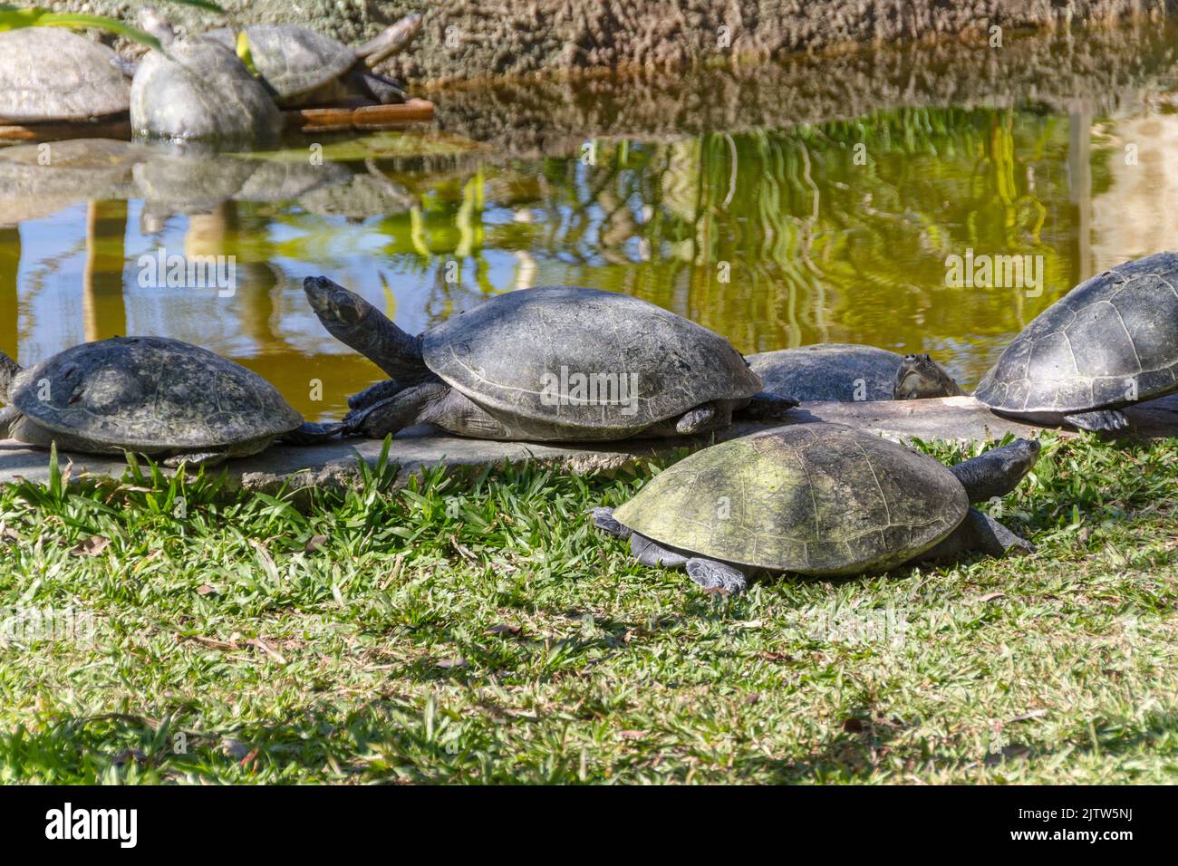 turtle outdoors in Rio de Janeiro, Brazil Stock Photo - Alamy
