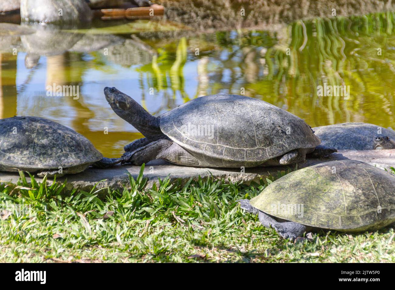 Turtle life cycle hi-res stock photography and images - Alamy