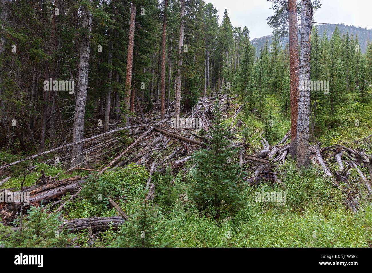 Avalanche damage evidence by knocked over trees at Mount Harvard Stock ...