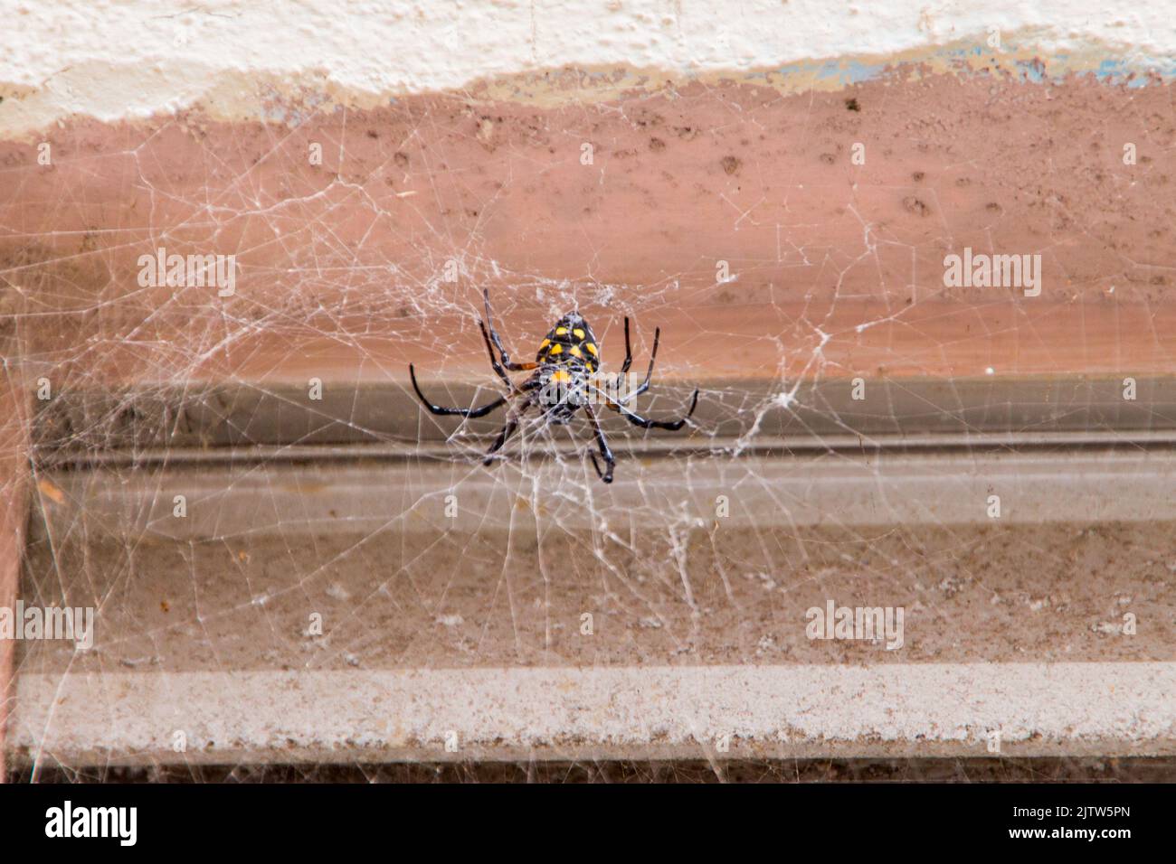 black and yellow spider in a web in rio de janeiro Stock Photo - Alamy