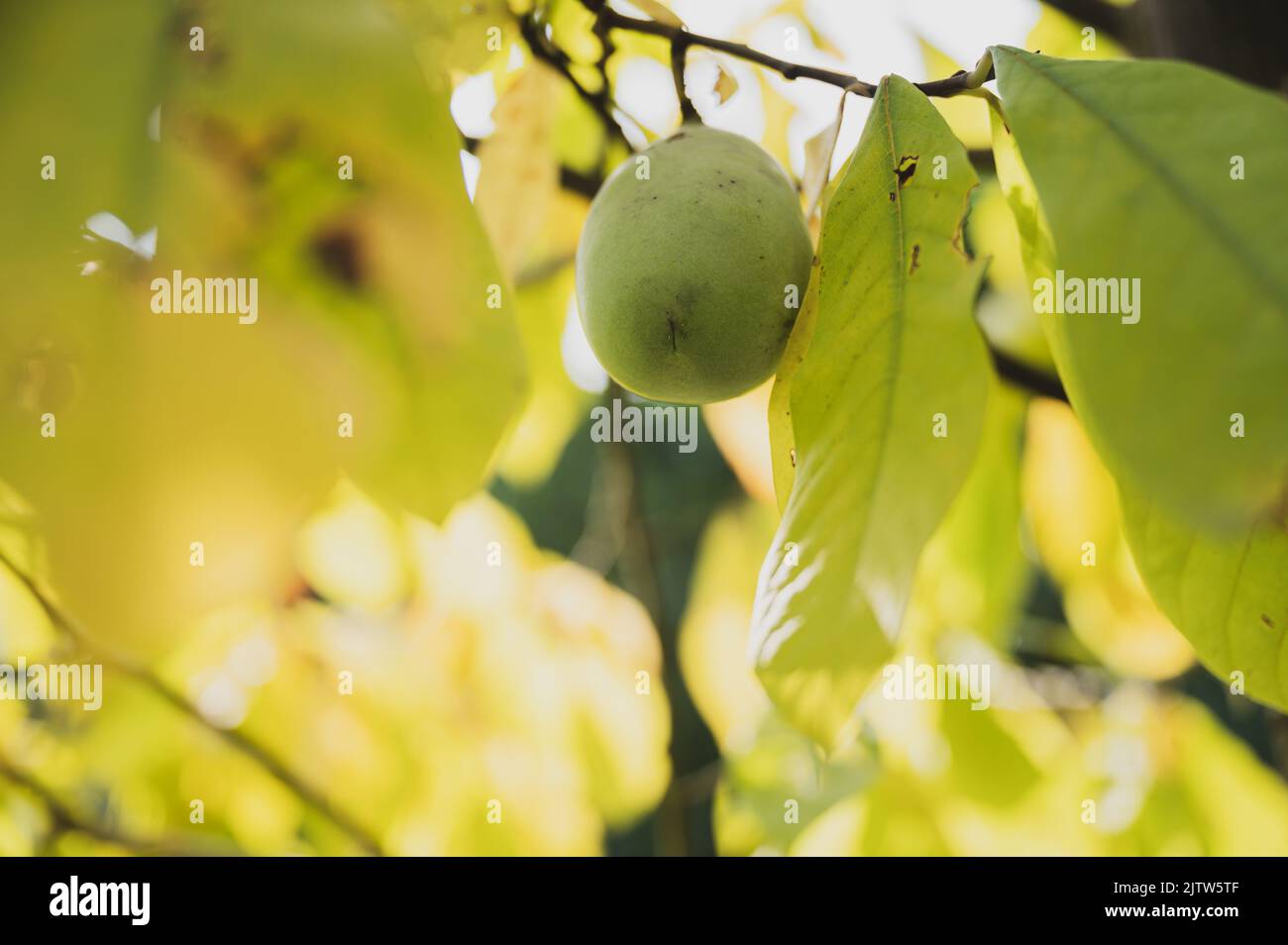 Asimina fruit hi-res stock photography and images - Alamy