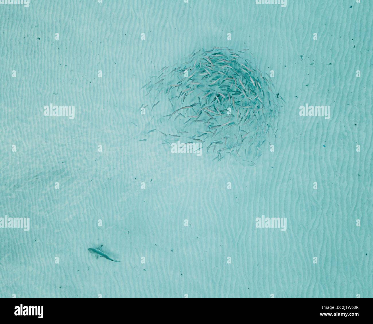 Aerial view of a shark circling a bait ball Stock Photo - Alamy