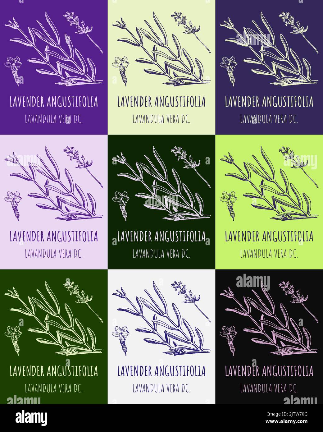 Set of vector drawings of lavender in different colors. Hand drawn ...