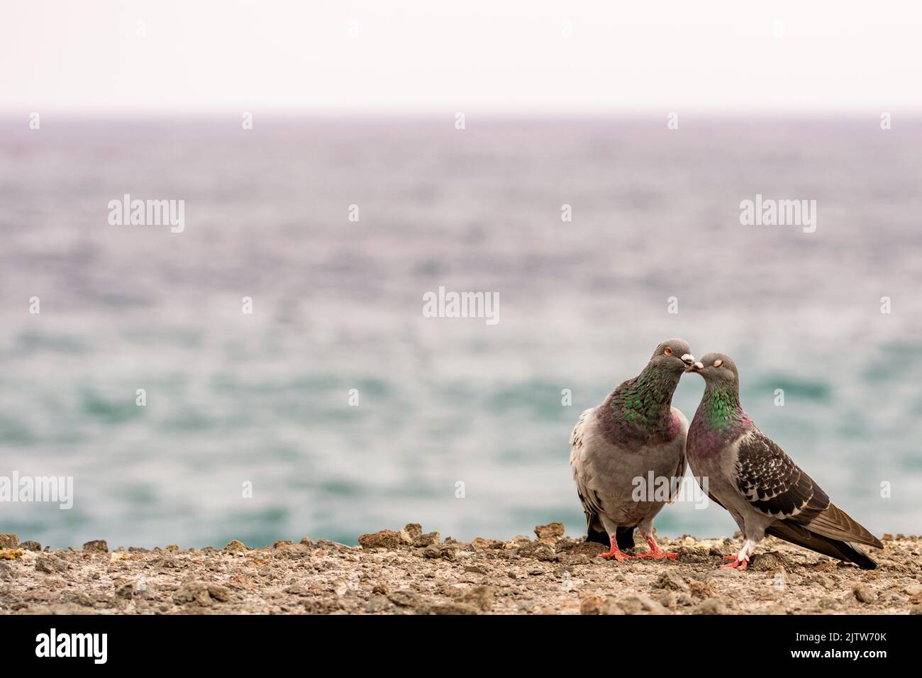 Doves colors hi-res stock photography and images - Alamy