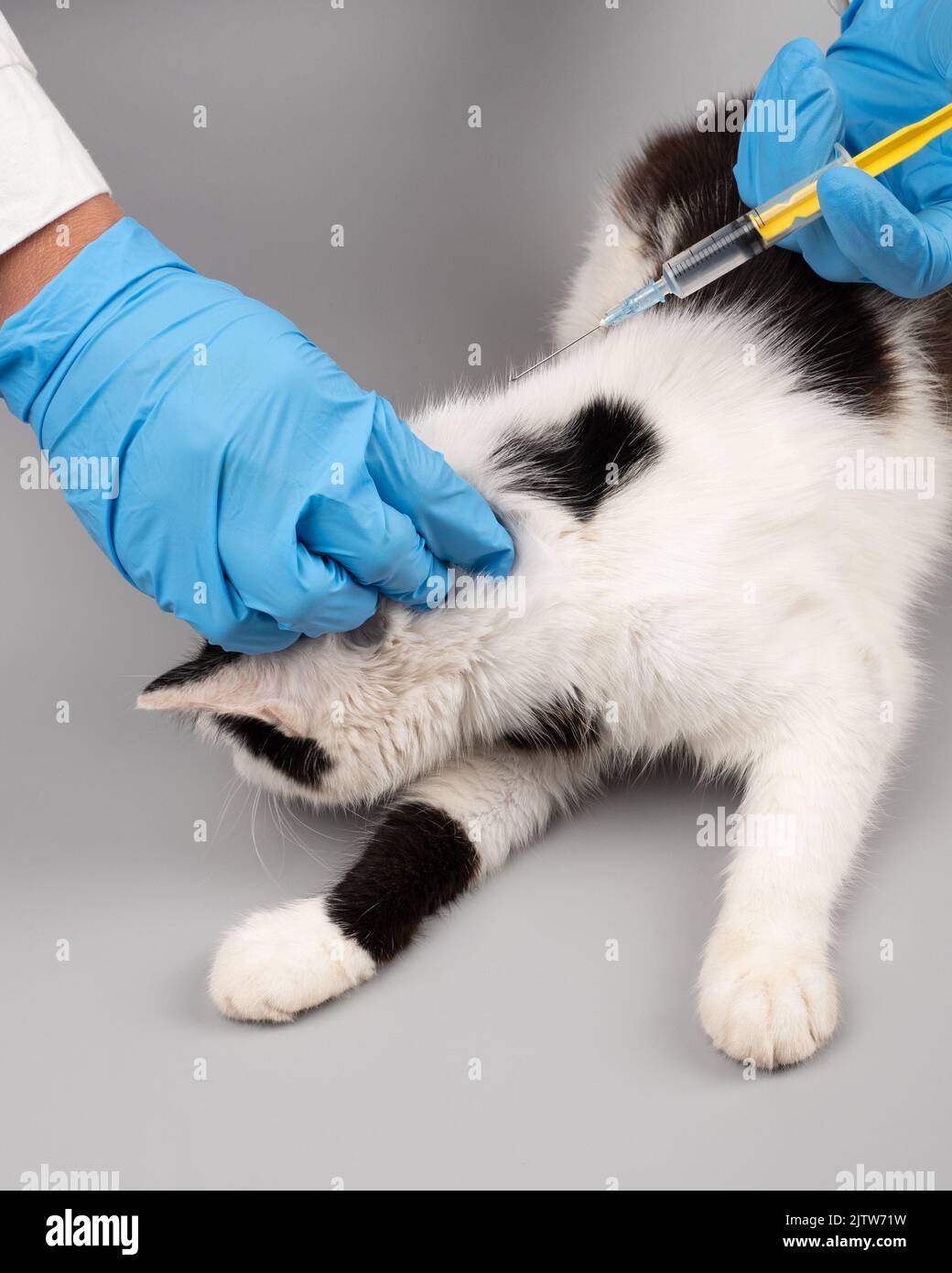 veterinarian with a syringe makes an injection to a kitten Stock Photo ...