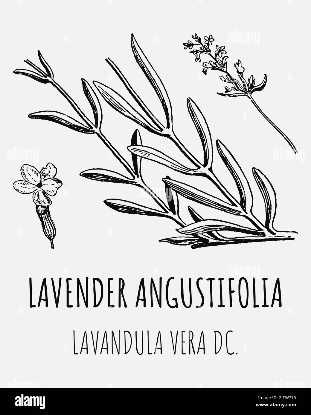Vector drawings of lavender. Hand drawn illustration. Latin name ...