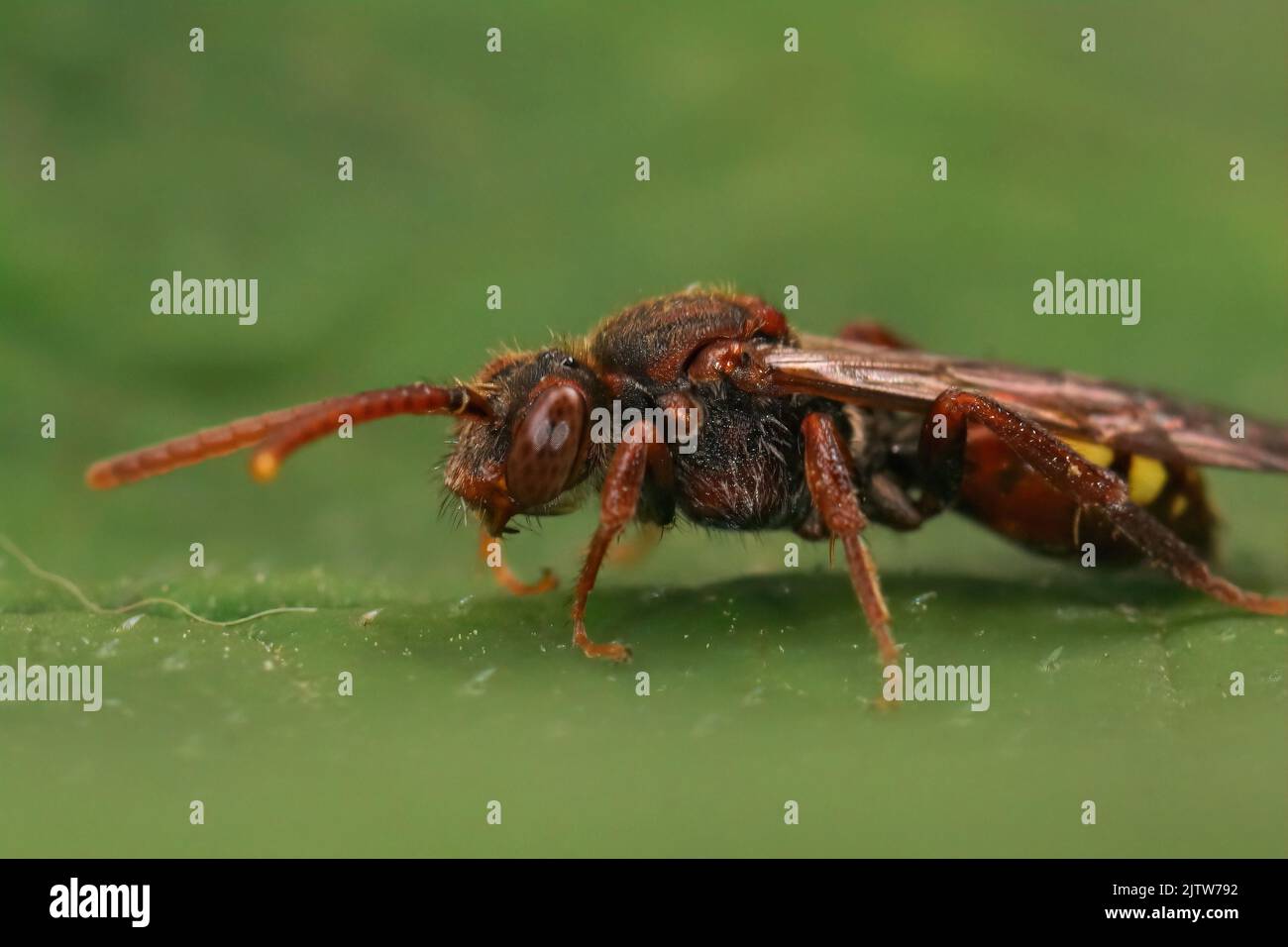 Closeup on a colorful red female flavous nomad cleptoparasite bee ...