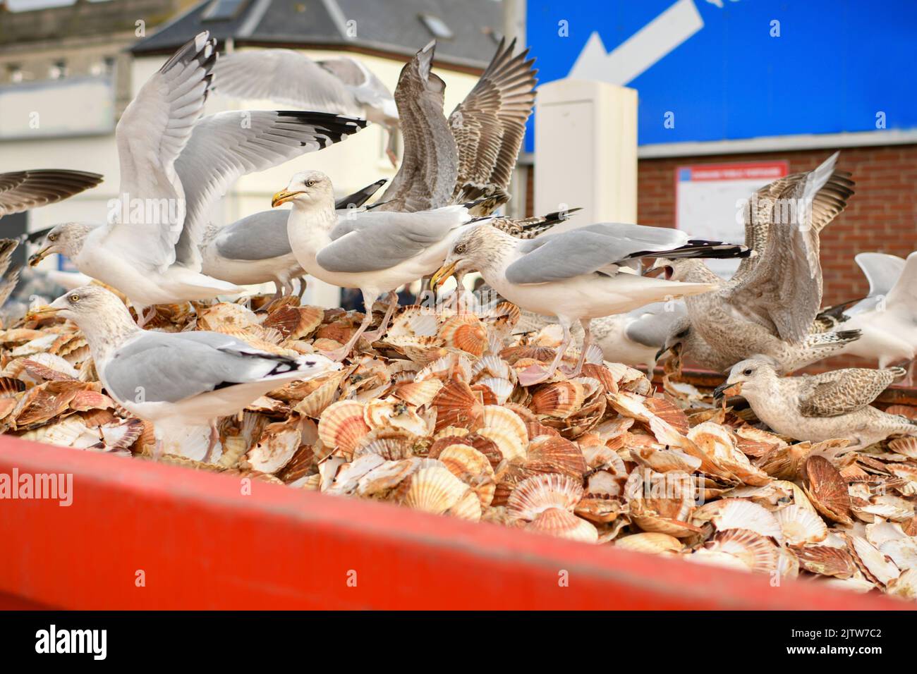 Raw of seagulls hi-res stock photography and images - Alamy