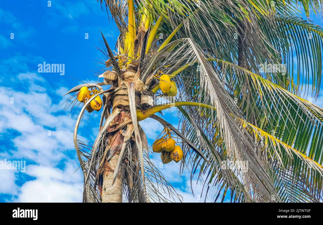 Tropical natural mexican palm tree with coconuts and blue sky background at Tulum ruins ...