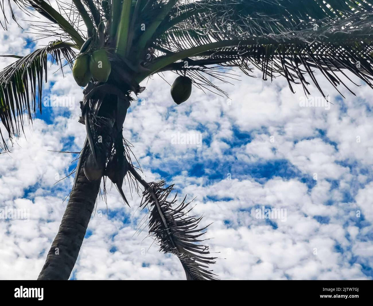 Tropical natural mexican palm tree with coconuts and blue sky background at Tulum ruins ...