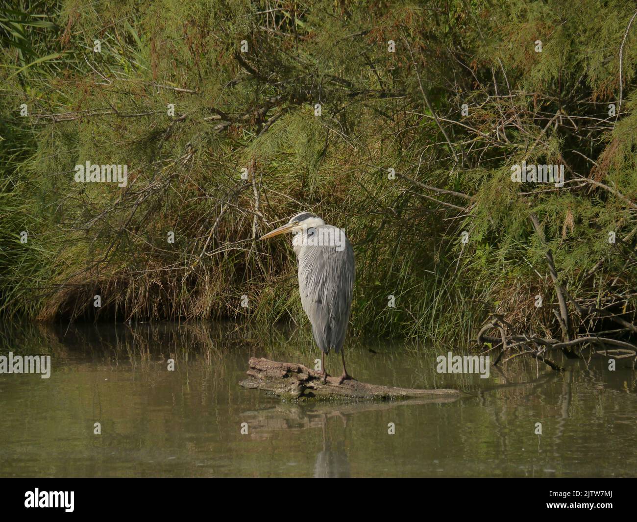 Ardea cinere, also known as the gray heron, is a species of bird in the ...