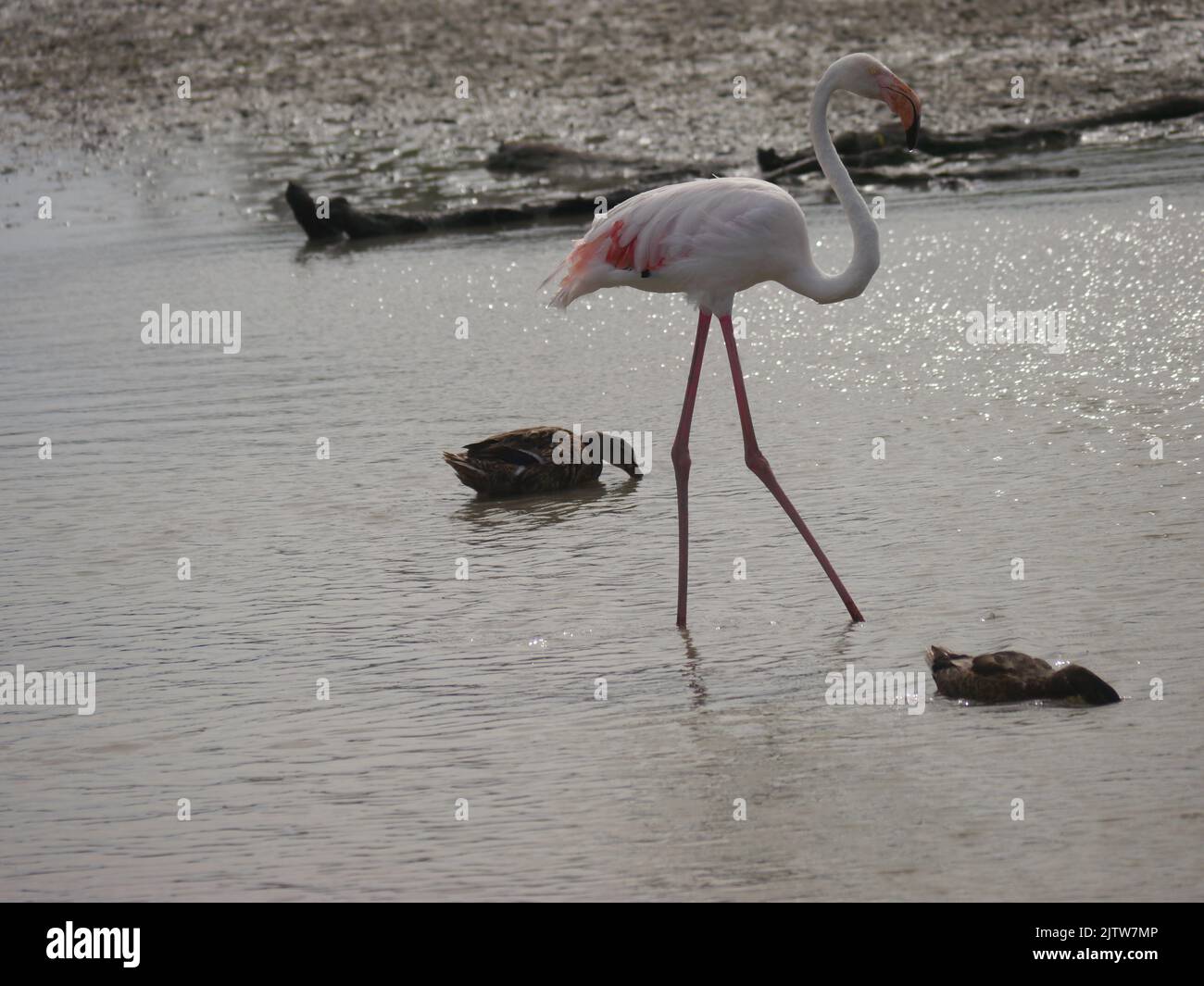 Camargue with ducks und wood in the background Stock Photo - Alamy