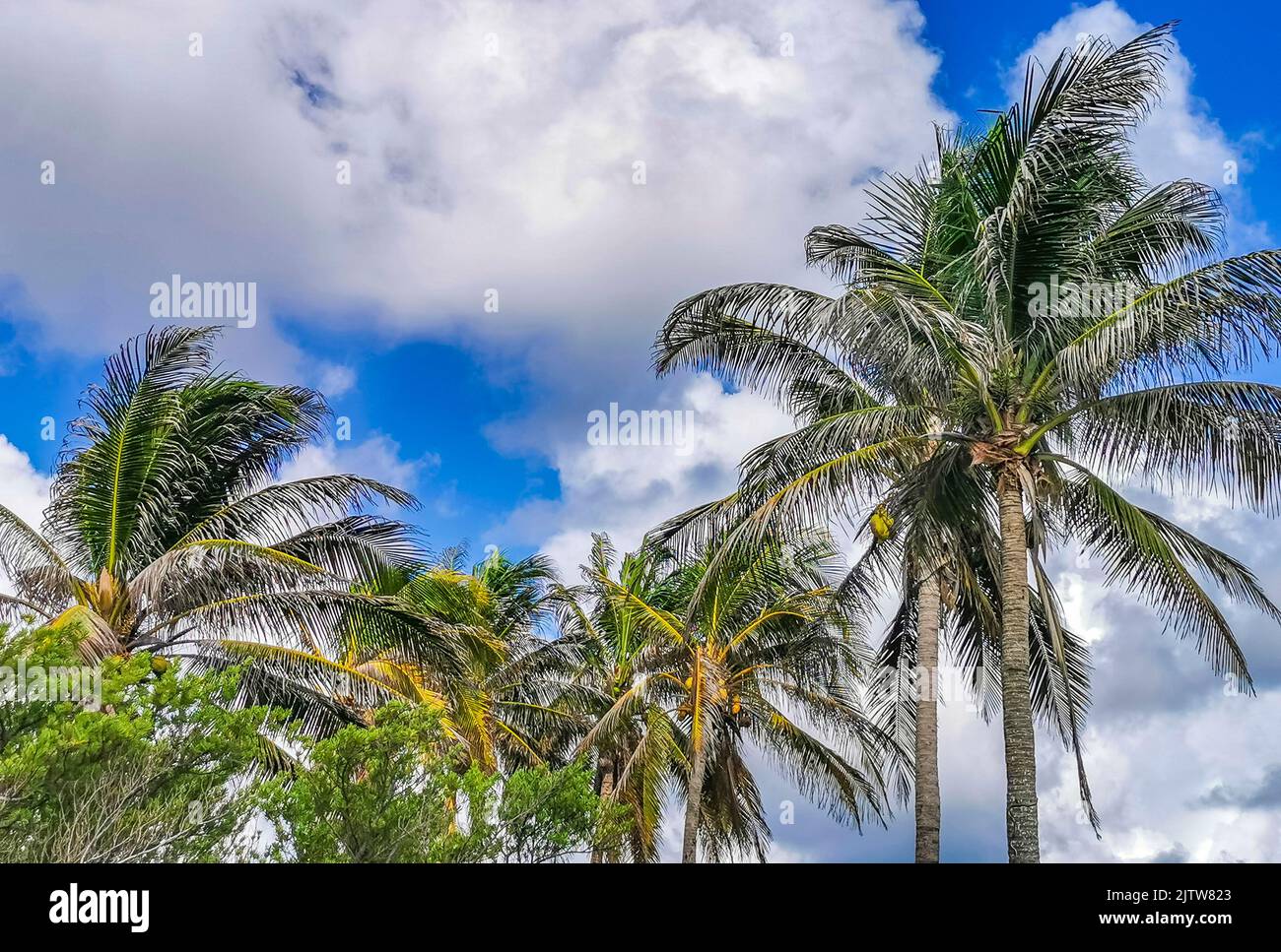 Tropical natural mexican palm trees with coconuts and blue sky background at Tulum ruins ...