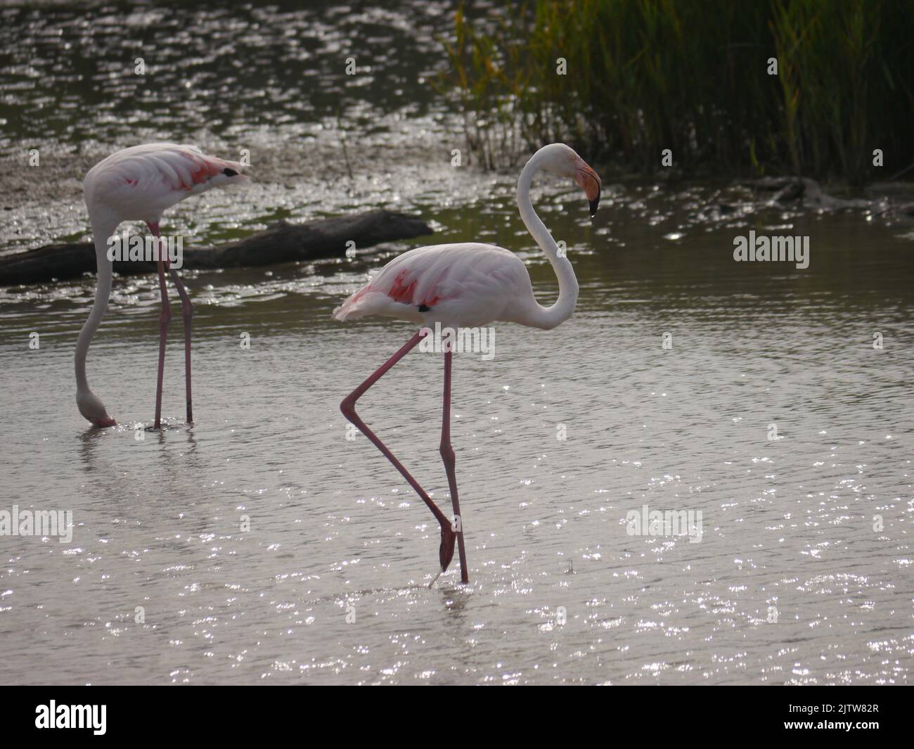 Two white pink flamingos, one striding, the other foraging in a shallow ...