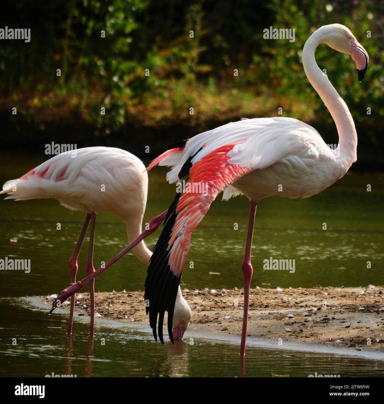 pink flamingos in shallow water, very visible head with eyes and beak ...