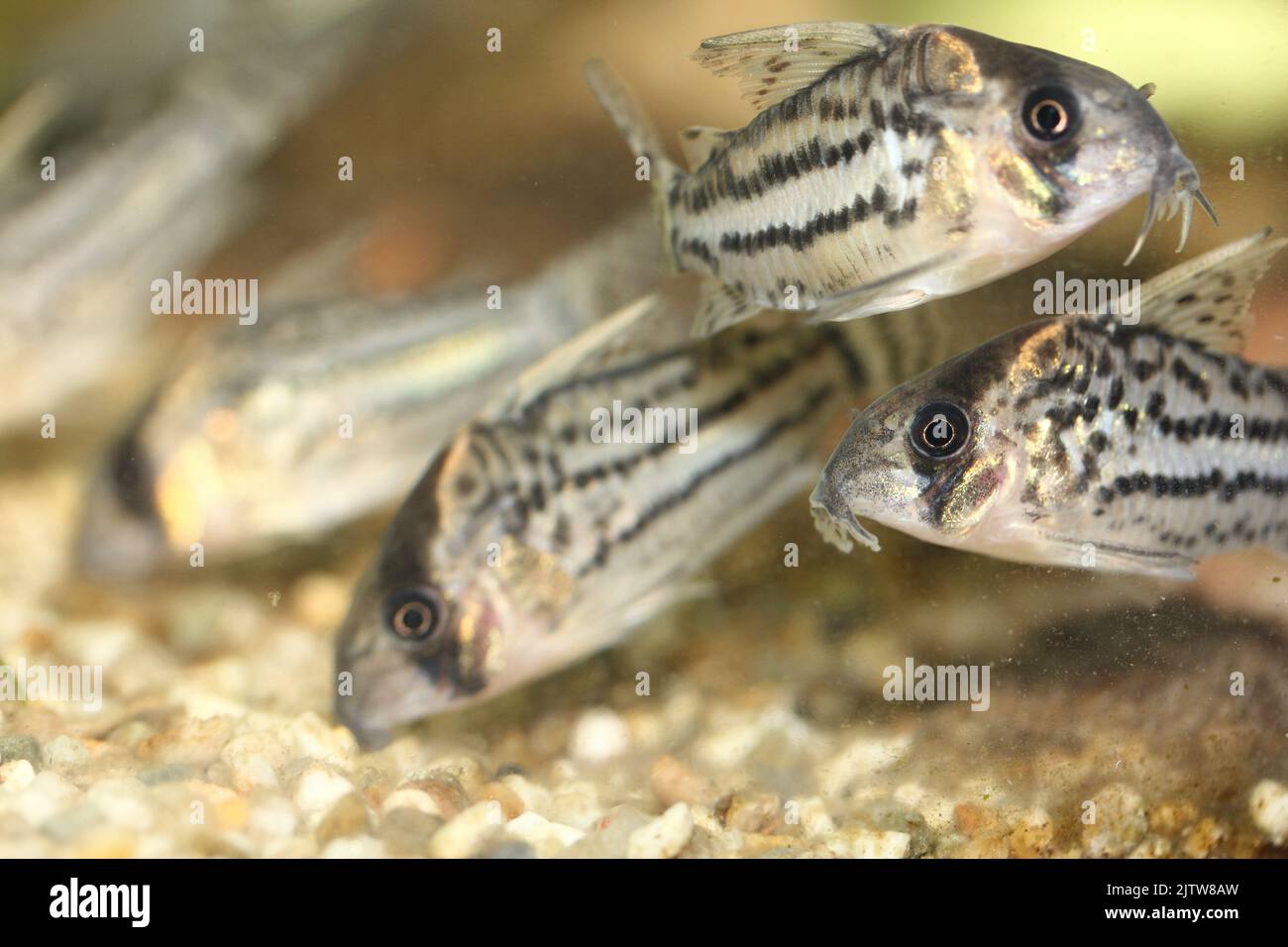 The bands-catfish (Corydoras schwartzi) a popular ornamental fish Stock ...