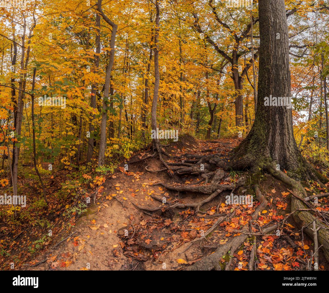Autumn forest hill path with tree roots Stock Photo - Alamy