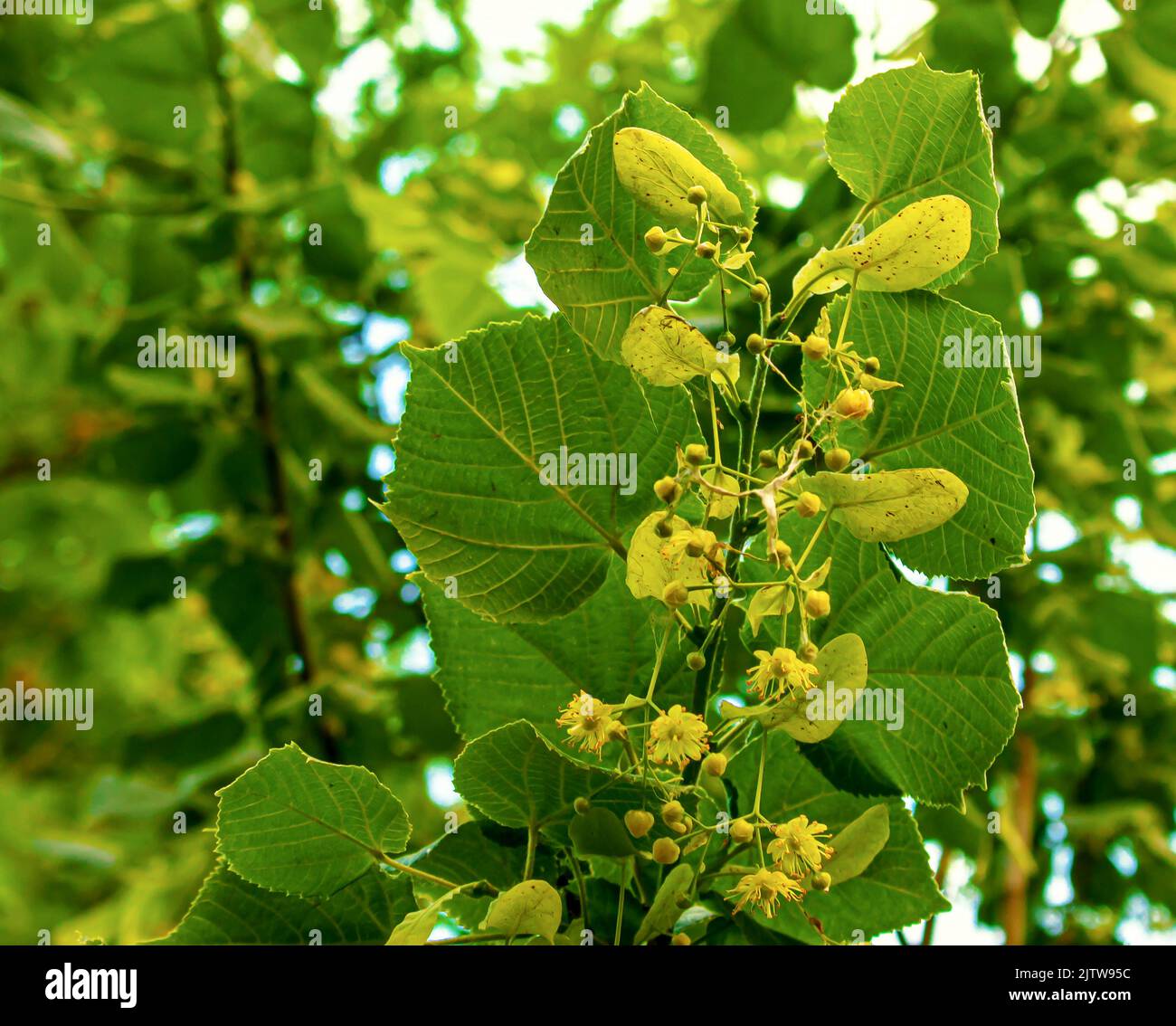Linden tree flowers clusters tilia cordata, europea, small-leaved lime ...